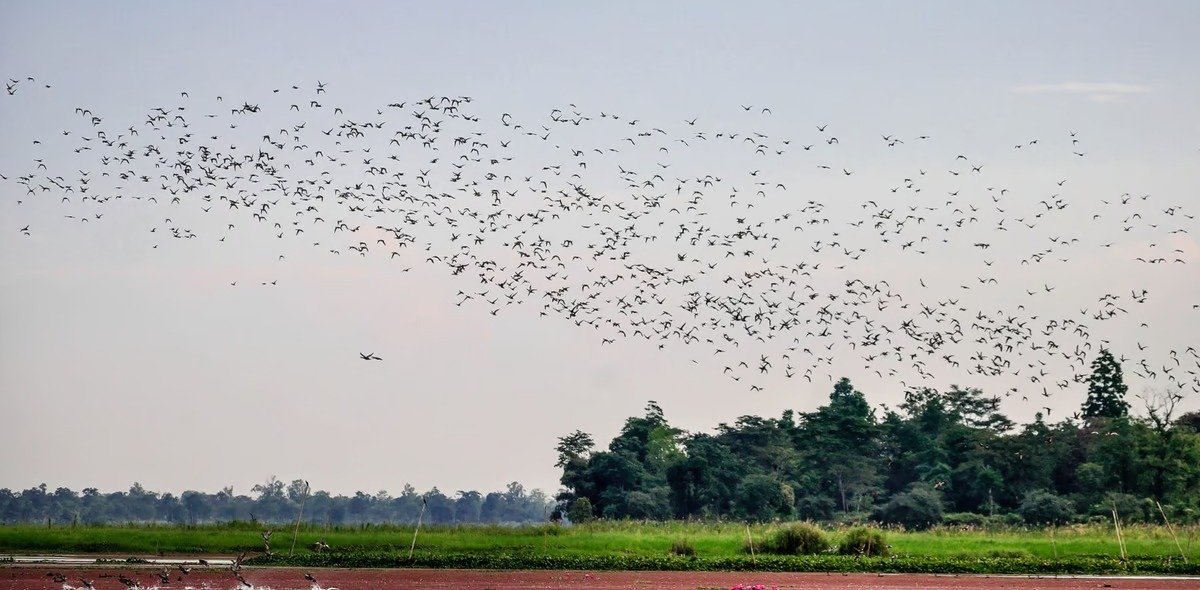 Assam's Maguri-Motapung Beel is in danger of going extinct, losing its ...
