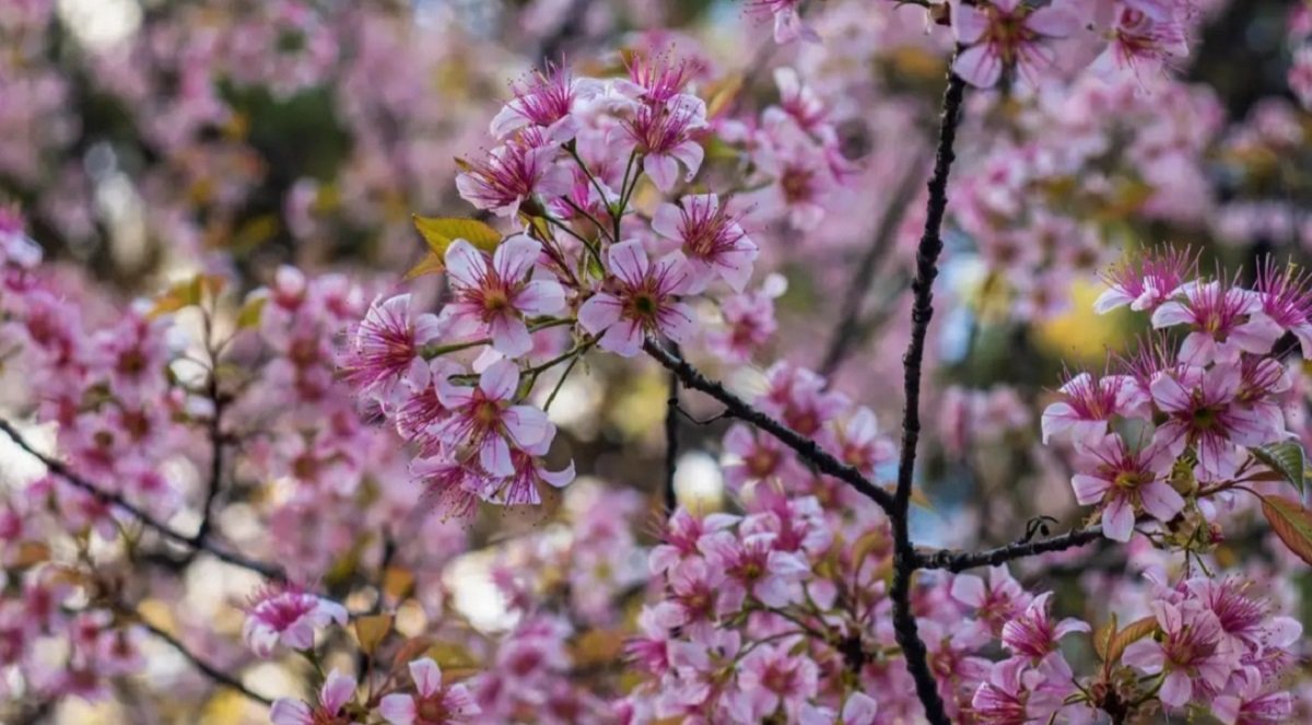 CM Conrad Sangma unveils grand lineup for Cherry Blossom Festival 2025 - Meghalaya Today